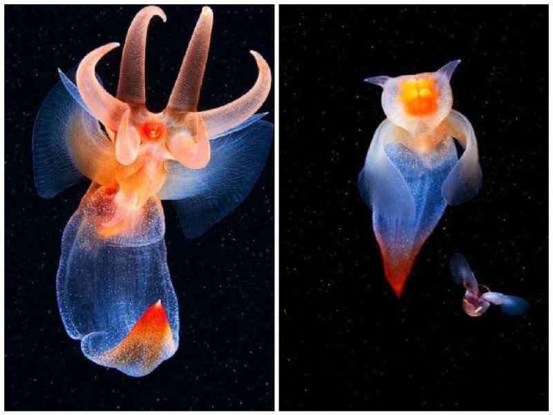 Surreal and mesmerizing marine creature that is known as ‘sea angel ...